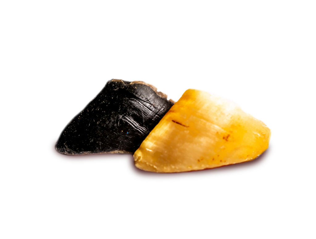 Cow Hooves For Dogs | Pack of 4 | Long Lasting | ProDog Raw