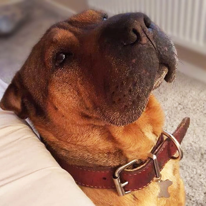 About ProDog Raw | ProDog Raw