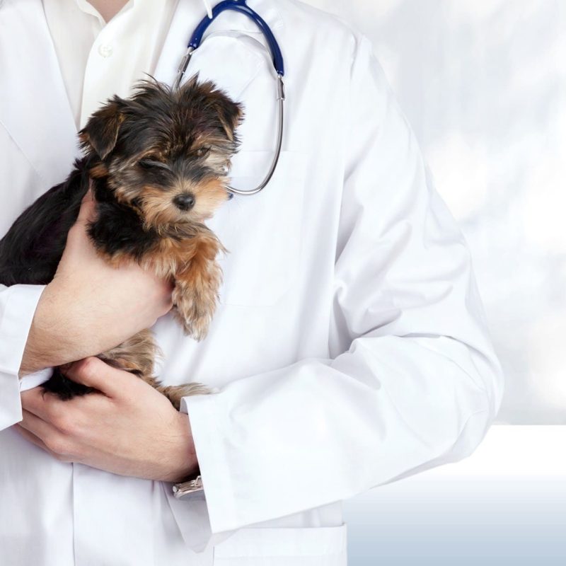 Choosing a New Vet | Finding a Trusted Vet | Click Now