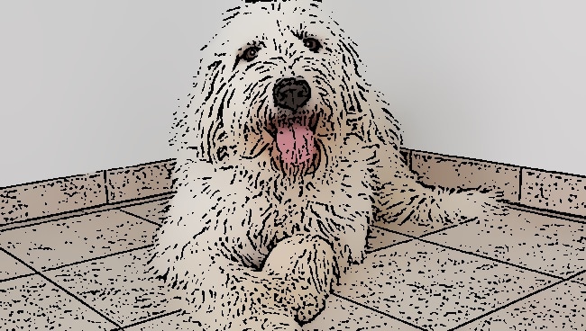 Raw Dog Food Calculator