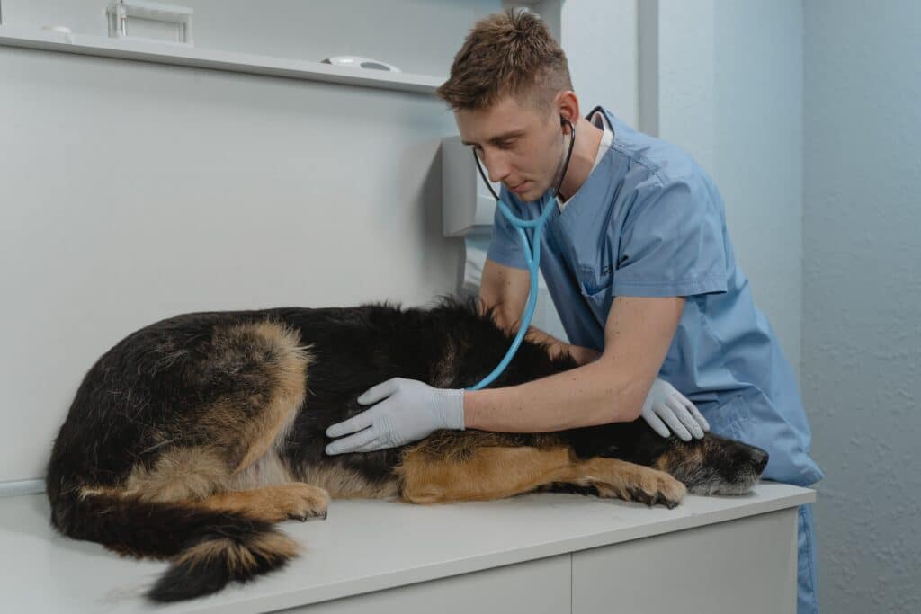 Acid Reflux In Dogs | Causes & How To Help Avoid It | ProDog Raw