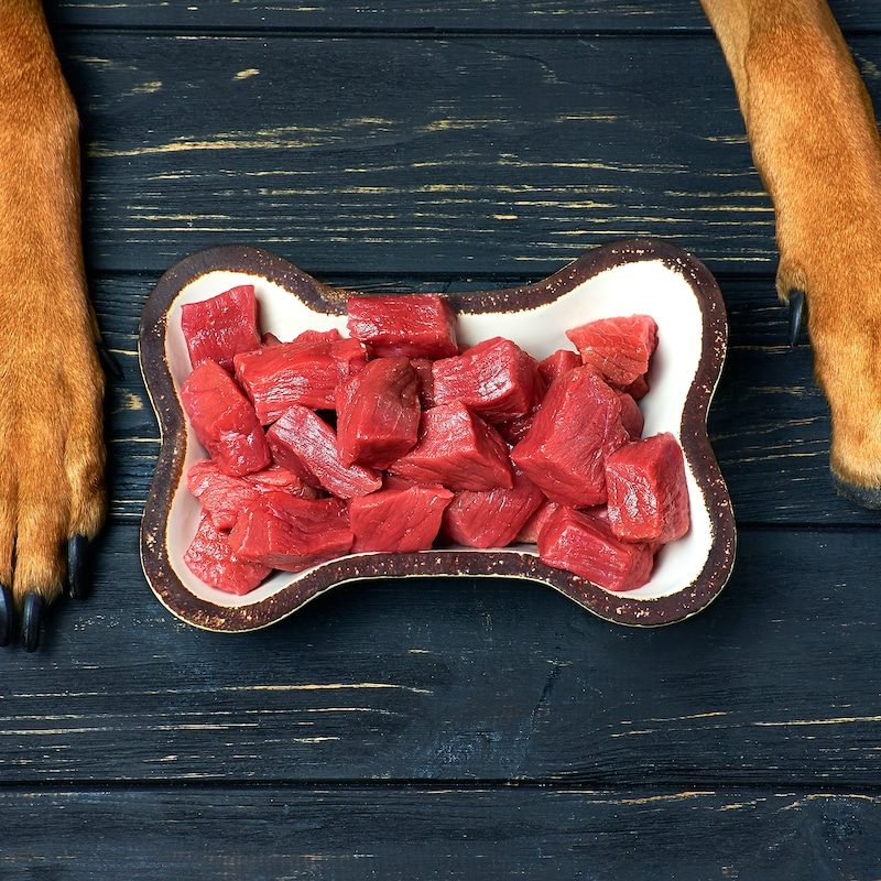 The Complete Guide to Why Dogs Need to Eat Meat - ProDog Raw
