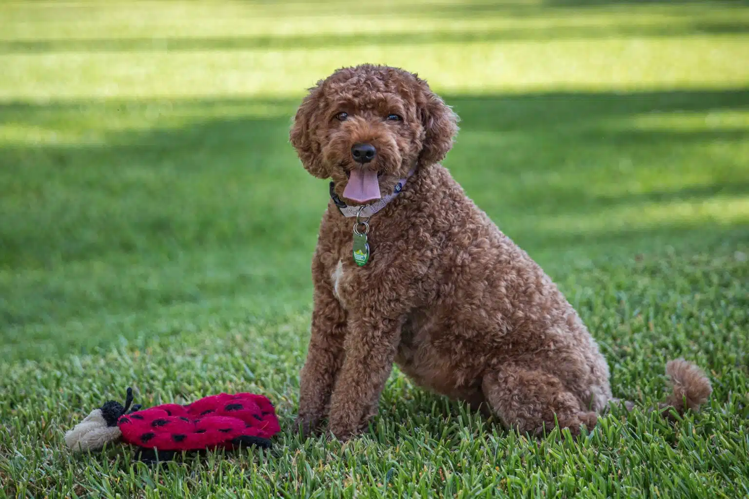 Cavapoo Feeding Guide | Dog Feeding Guide | ProDog Raw