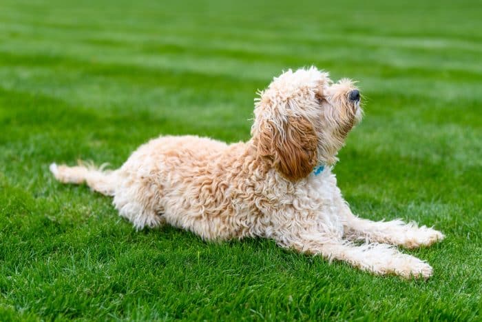 Cockapoo Feeding Guide | Dog Feeding Guide | ProDog Raw