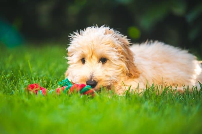 Cockapoo Feeding Guide | Dog Feeding Guide | ProDog Raw