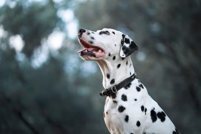 Dalmatian Feeding Guide | Dog Feeding Guide | ProDog Raw