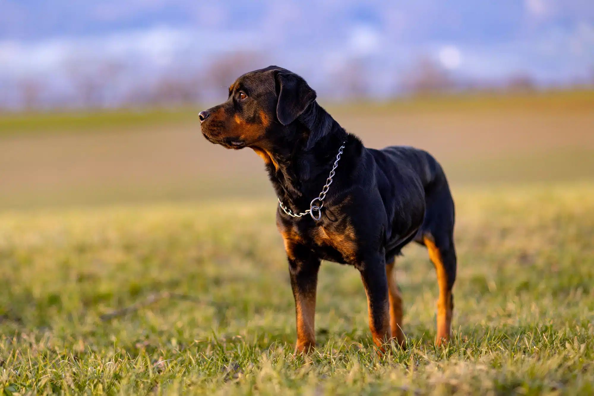 Rottweiler Feeding Guide | Dog Feeding Guide | ProDog Raw