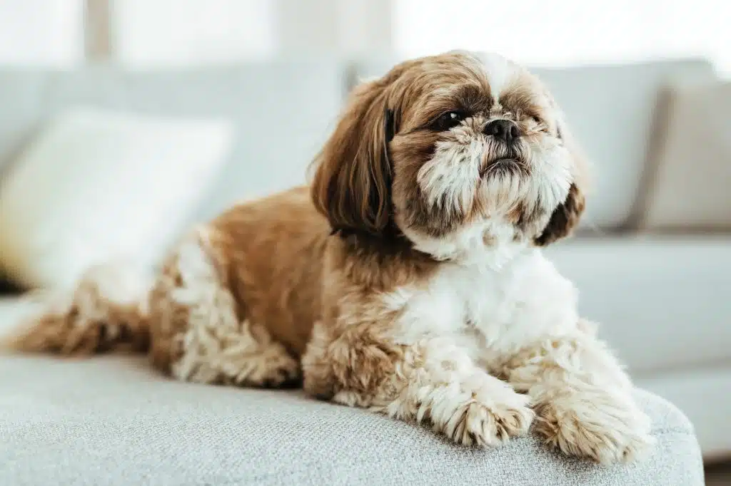 Shih Tzu Feeding Guide | Dog Feeding Guide | ProDog Raw