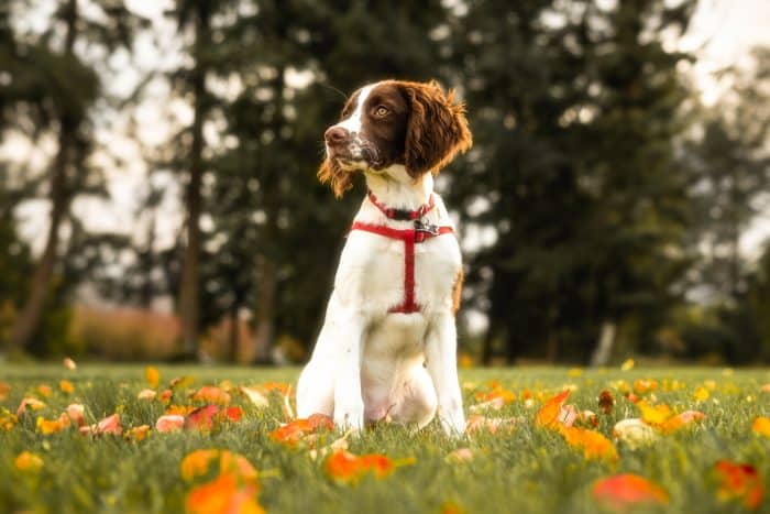English Springer Spaniel Feeding Guide | Dog Feeding Guide | ProDog Raw