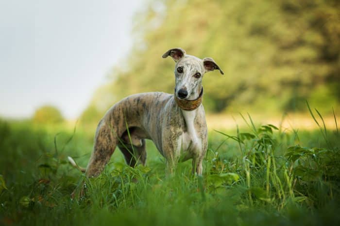 Whippet Feeding Guide | Dog Feeding Guide | ProDog Raw