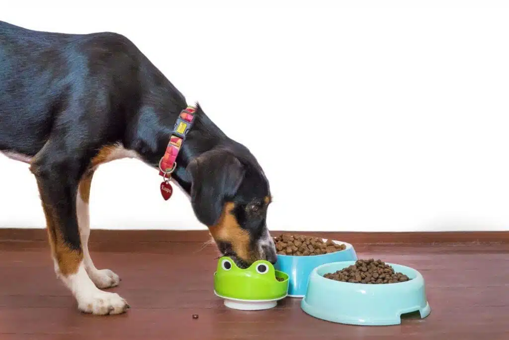 Everything You Need To Know About Calcium For Dogs - ProDog Raw
