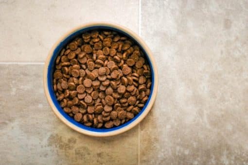The Kibble Vs Raw Dog Food No-Nonsense Guide - An Expert Comparison ...