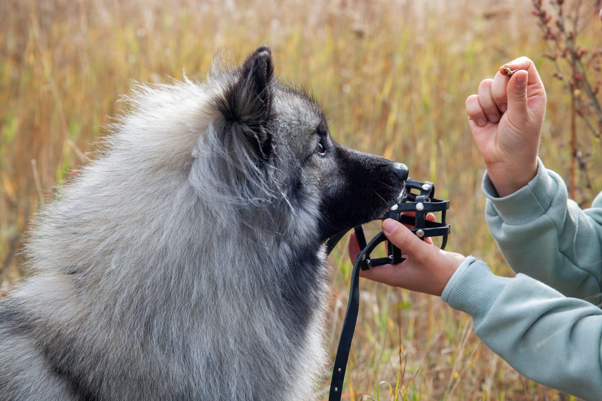 Stress-Free Muzzle Training: A Step-by-Step Approach - ProDog Raw