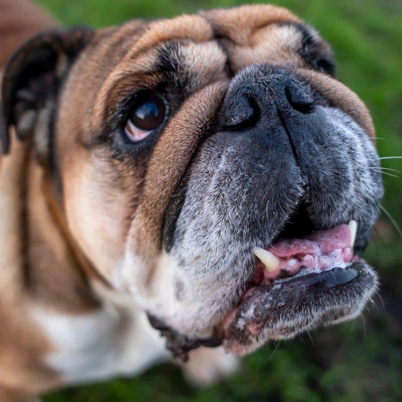 Bladder Stones in Dogs: A Guide to Dietary Support