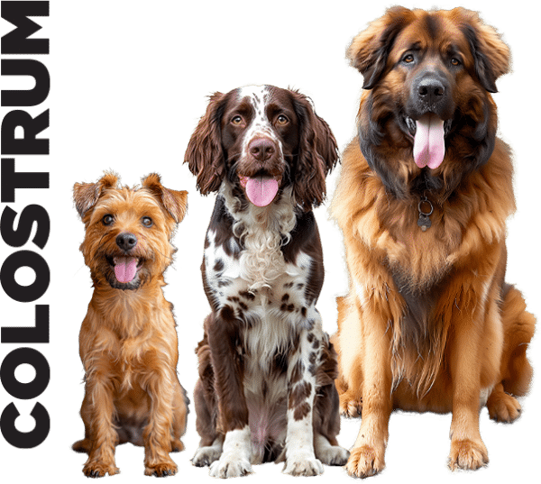 Colostrum For Dogs - Vet Approved Immune Support Supplement