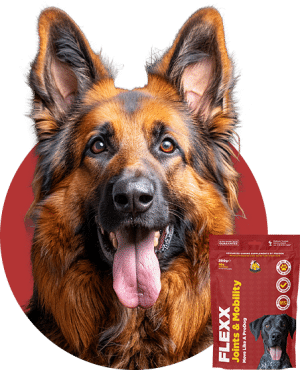 Joint Supplement For Dogs - Vet Approved & Free UK Delivery