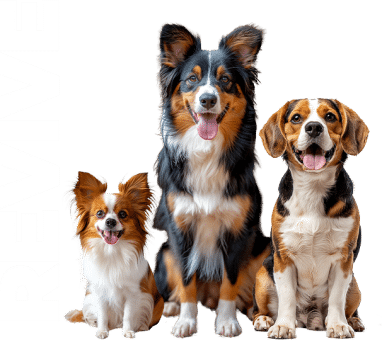 Dog Recovery & Stamina Supplement - Vet Approved & Free UK Delivery