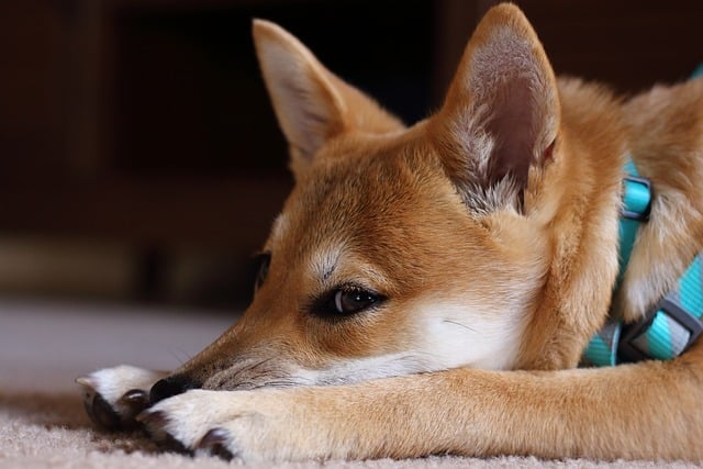 Autoimmune Disease in Dogs: A Holistic Approach to Recovery - ProDog Raw