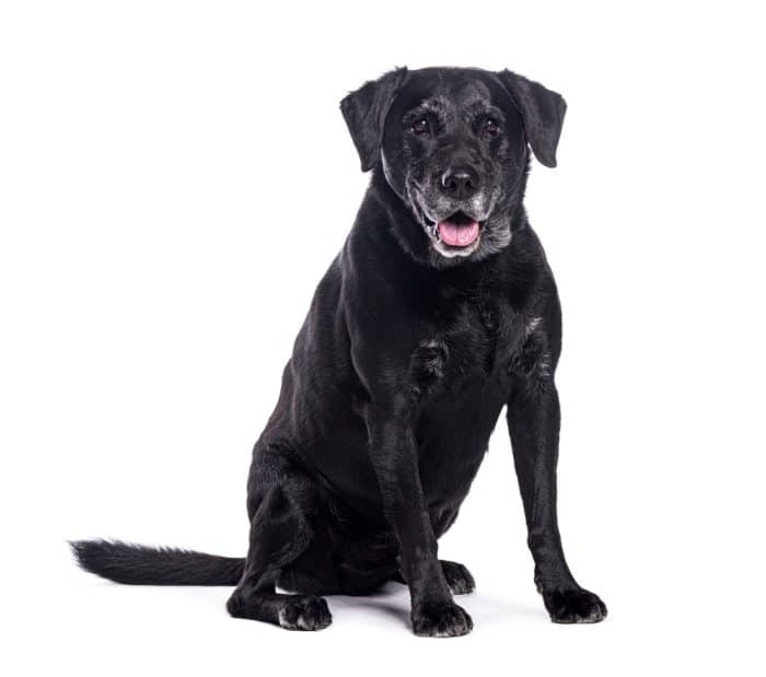 Diabetes in Dogs: Symptoms, Causes, and Natural Solutions - ProDog Raw
