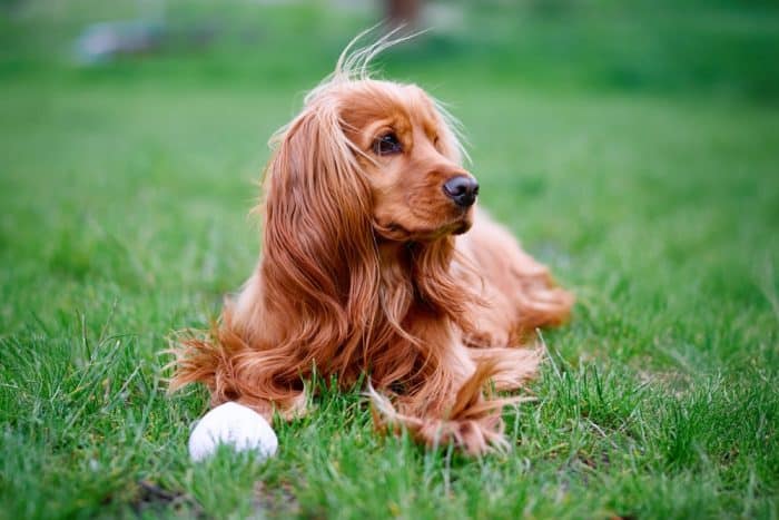 Pros and Cons of Spaying and Neutering: A Holistic Vet’s Perspective ...