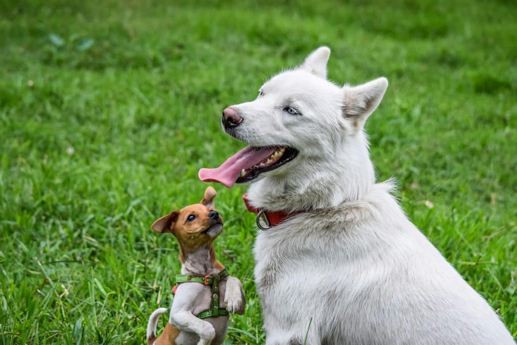 All You Need to Know Guide to Titre Testing for Dogs - ProDog Raw