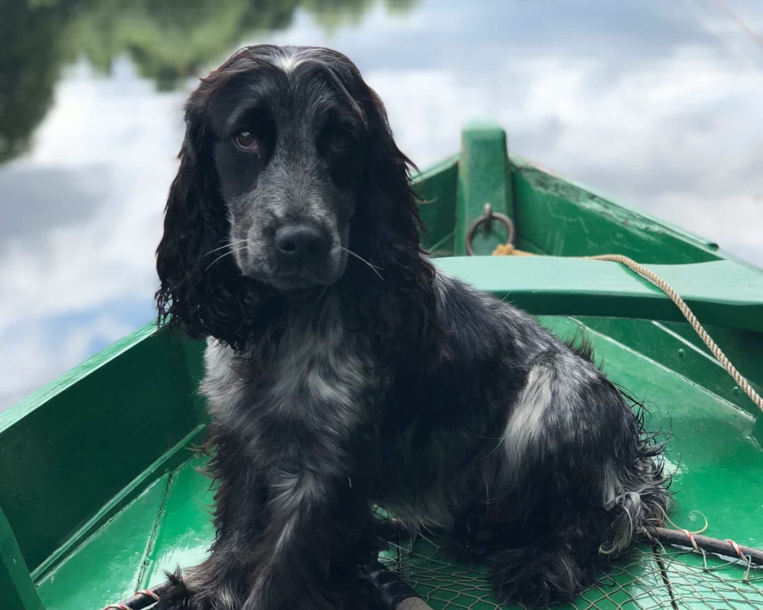 All You Need to Know Guide to Titre Testing for Dogs - ProDog Raw