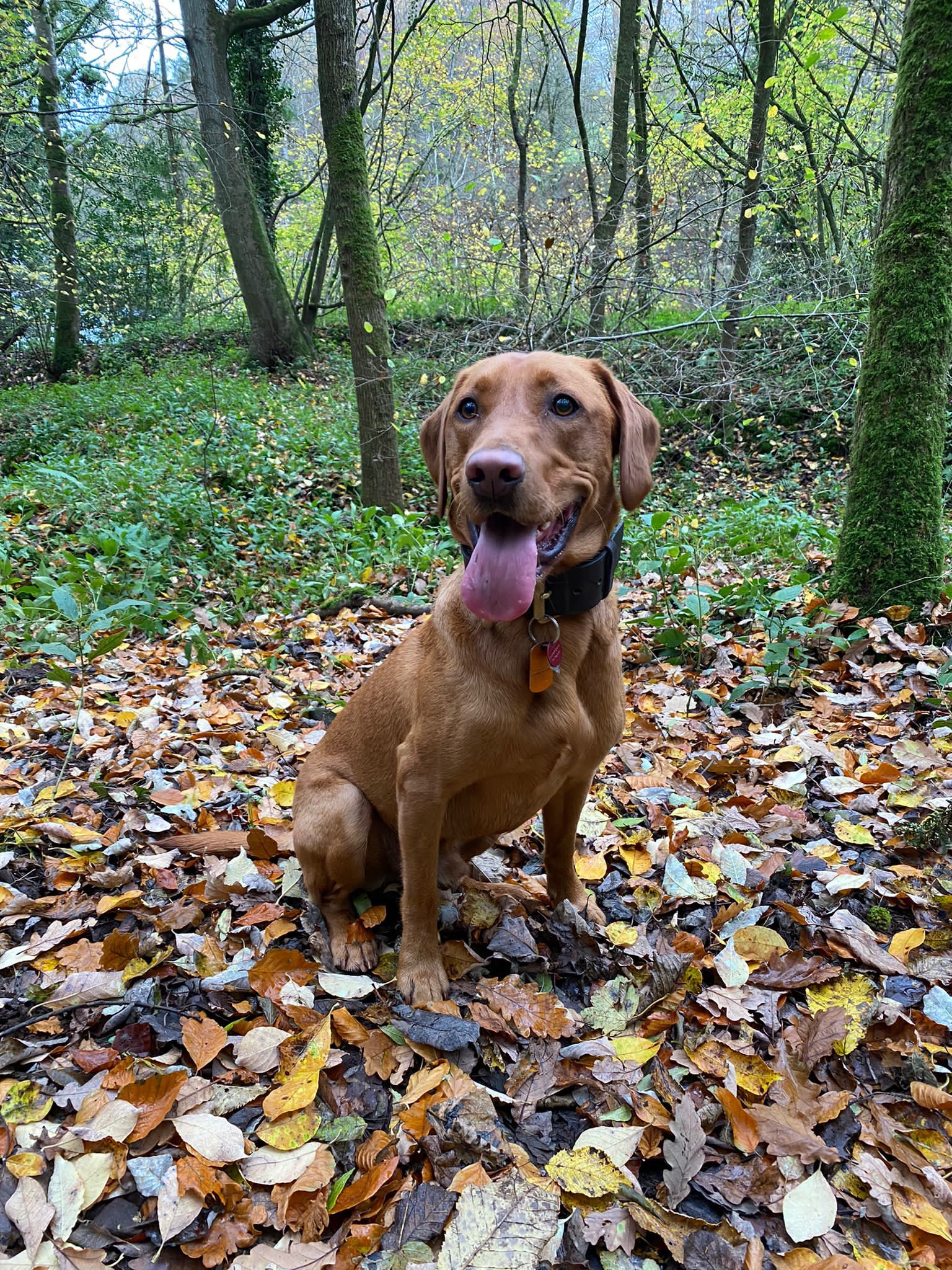 Muscle Gains for Mobility: Maximus the Labrador’s Story