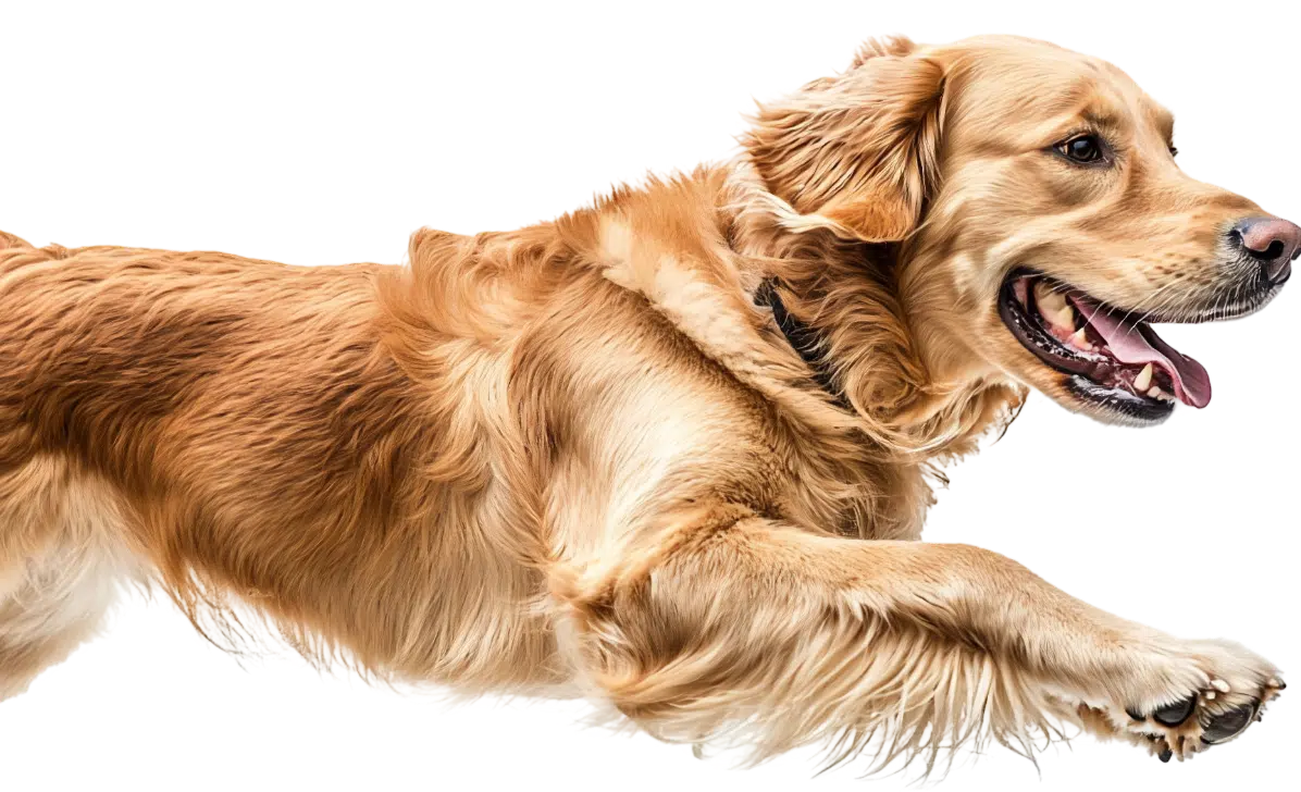 All You Need to Know Guide to Titre Testing for Dogs - ProDog Raw