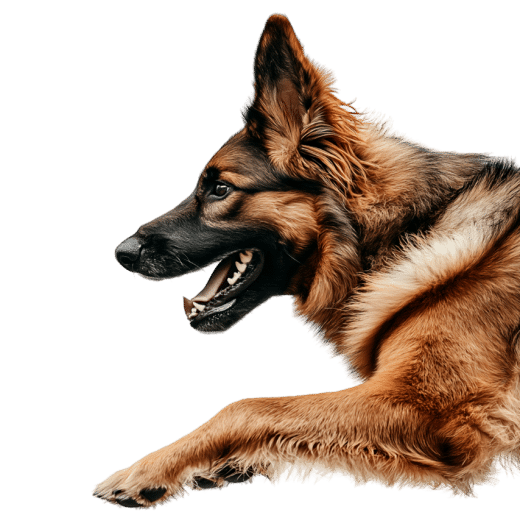 Everything To Know About Magnesium For Dogs | ProDog Raw