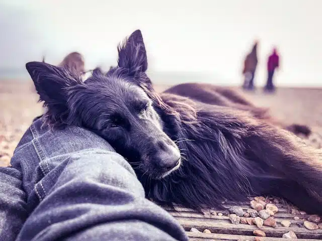 Calming Dogs: Essential Tips to Keep Your Dog Relaxed