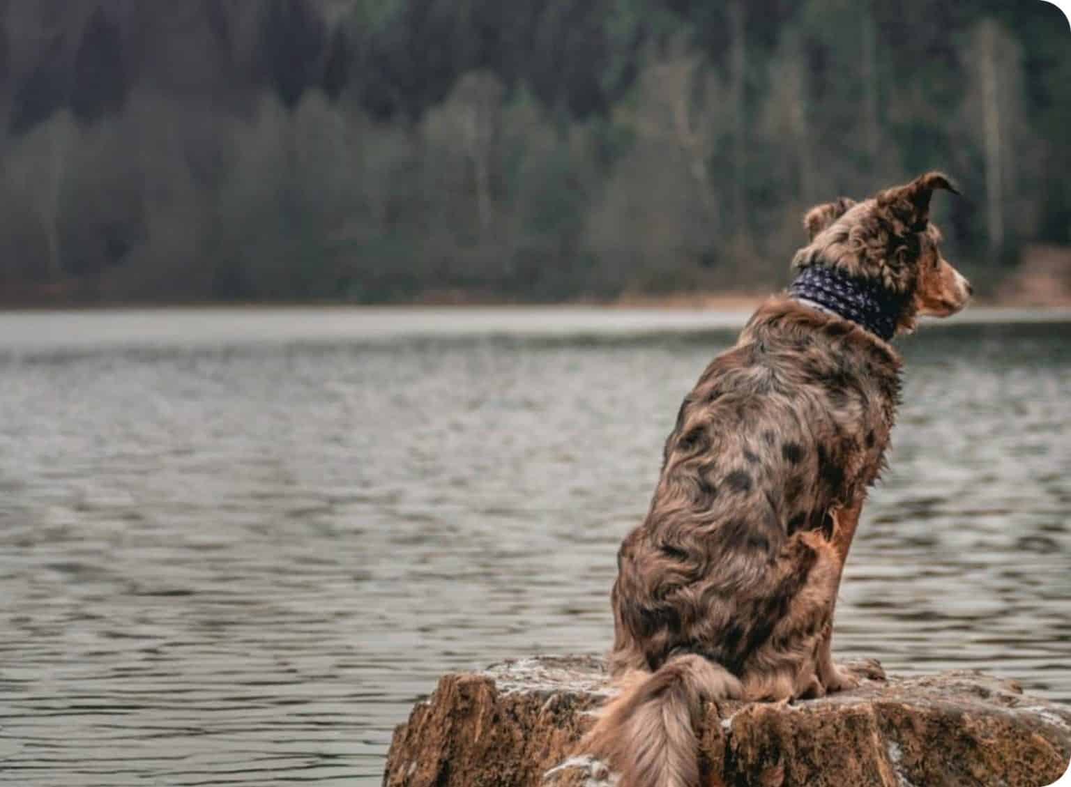 Calming Dogs: Essential Tips to Keep Your Dog Relaxed
