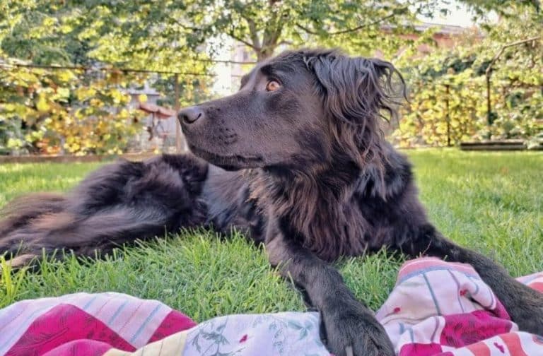 Calming Dogs: Essential Tips to Keep Your Dog Relaxed