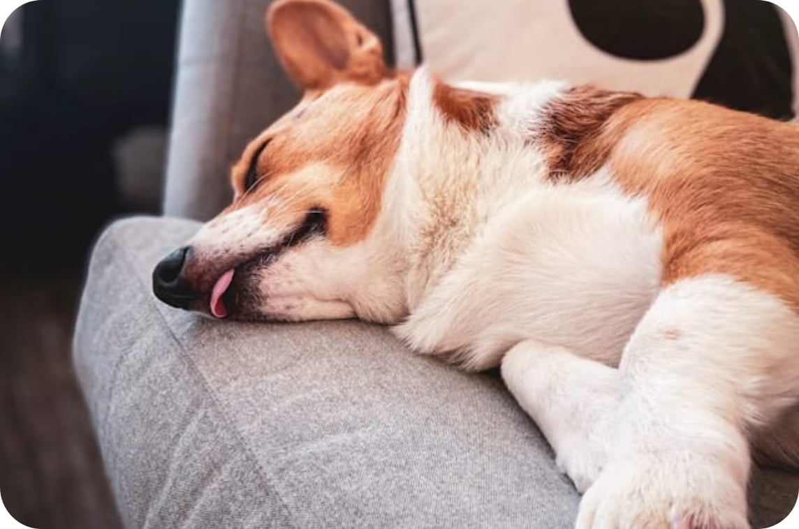 Calming Dogs: Essential Tips to Keep Your Dog Relaxed