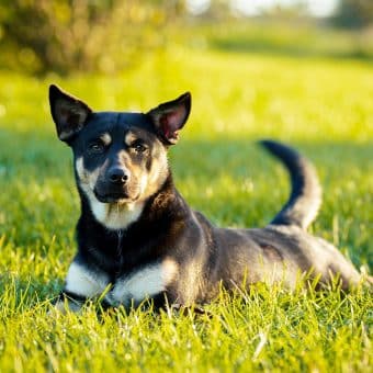 Australian Kelpie Feeding Guide | Dog Feeding Guide | ProDog Raw
