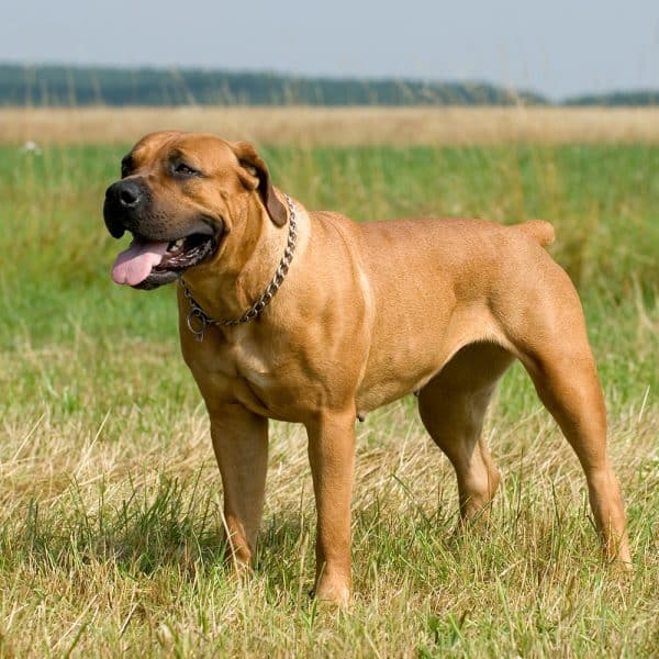 Boerboel Feeding Guide | Dog Feeding Guide | ProDog Raw