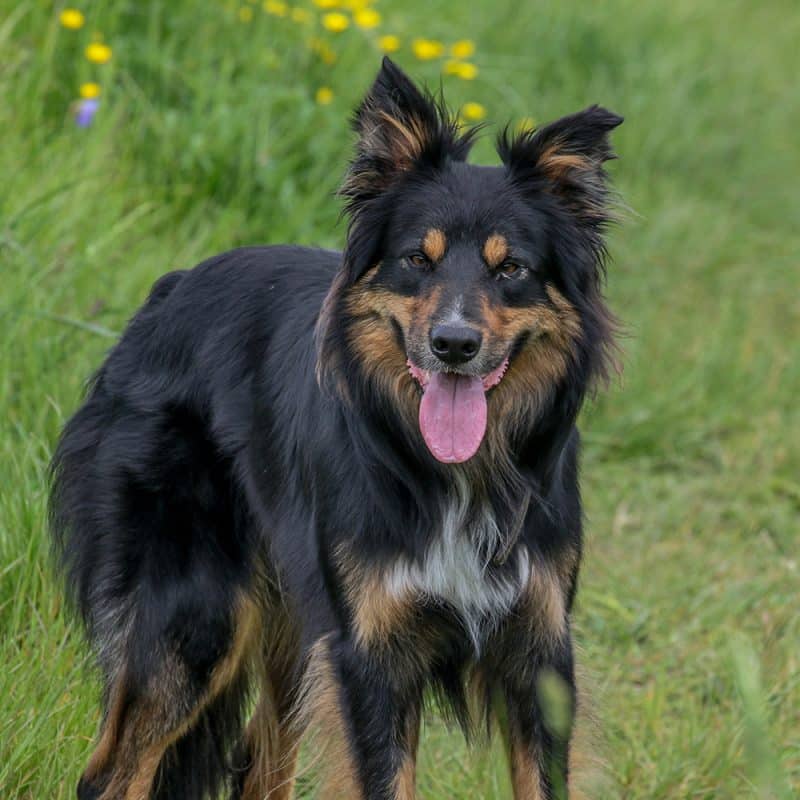 Bohemian Shepherd Feeding Guide | Dog Feeding Guide | ProDog Raw