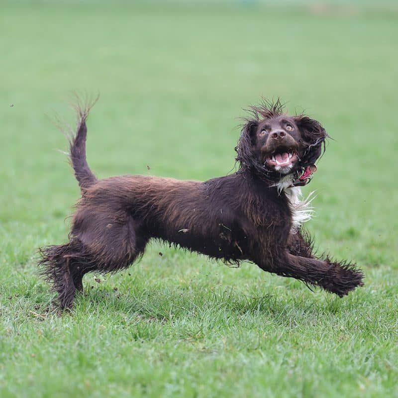 Boykin Spaniel Feeding Guide | Dog Feeding Guide | ProDog Raw