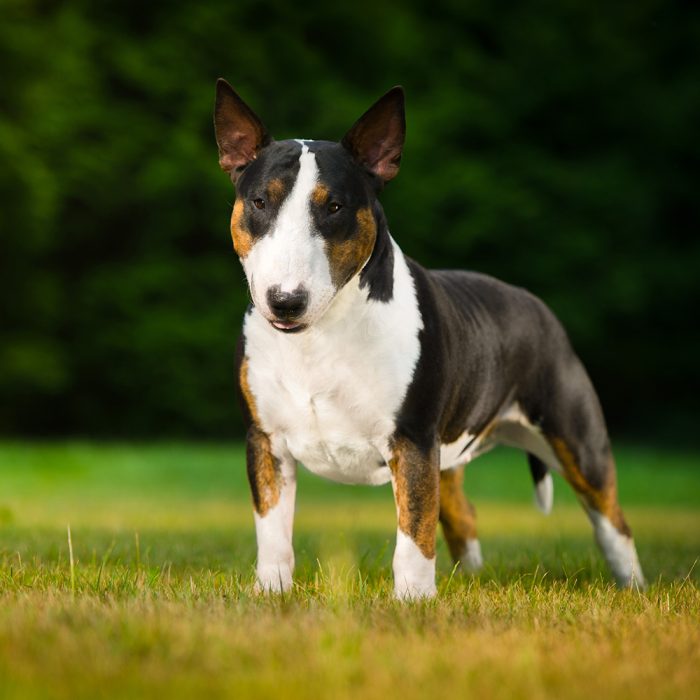 Bull Terrier Feeding Guide | Dog Feeding Guide | ProDog Raw