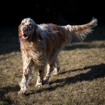 English Setter Feeding Guide | Dog Feeding Guide | ProDog Raw