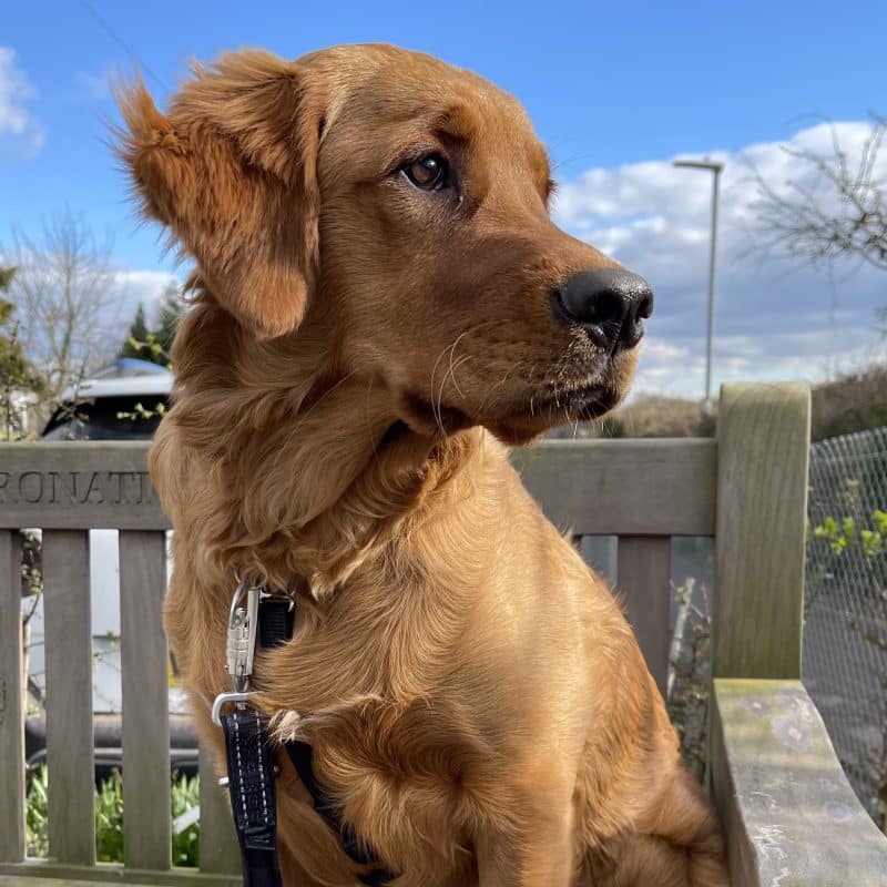 HOW RAW FEEDING HELPED ERIK BECOME THE PERFECT SUPPORT DOG