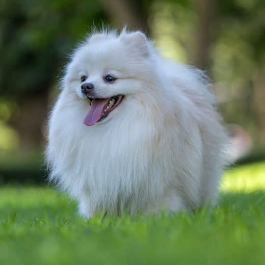 Japanese Spitz Feeding Guide | Dog Feeding Guide | ProDog Raw