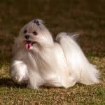 Maltese Feeding Guide | Dog Feeding Guide | ProDog Raw