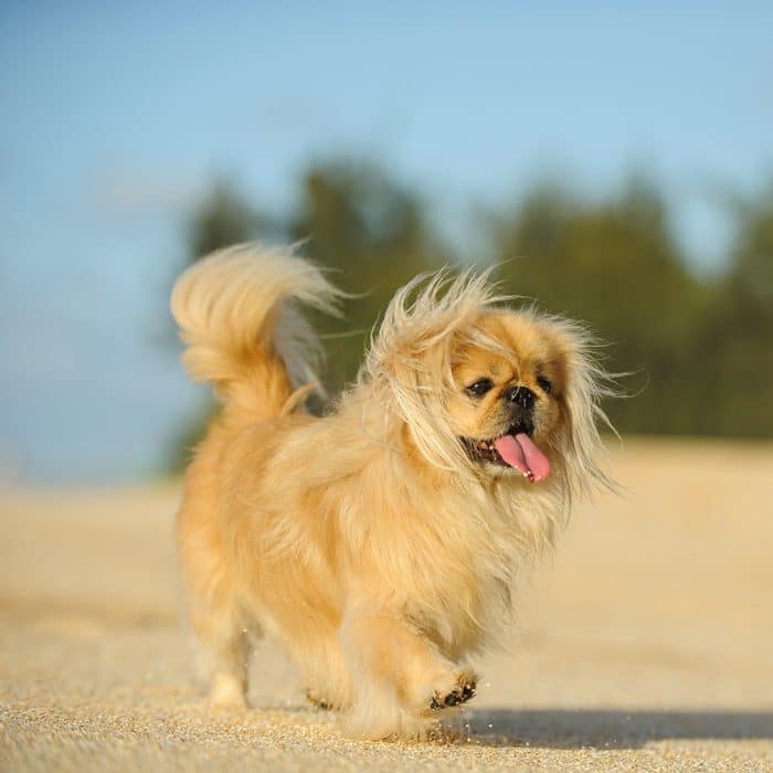 Pekingese Feeding Guide | Dog Feeding Guide | ProDog Raw