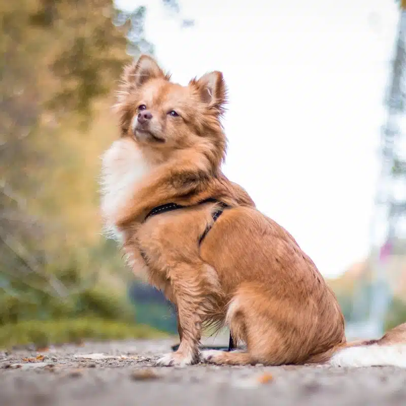 Pomchi Feeding Guide | Dog Feeding Guide | ProDog Raw