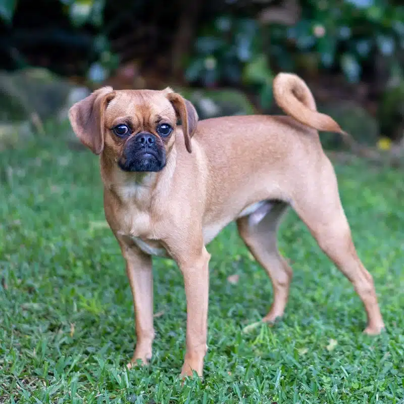 Pugalier Feeding Guide | Dog Feeding Guide | ProDog Raw