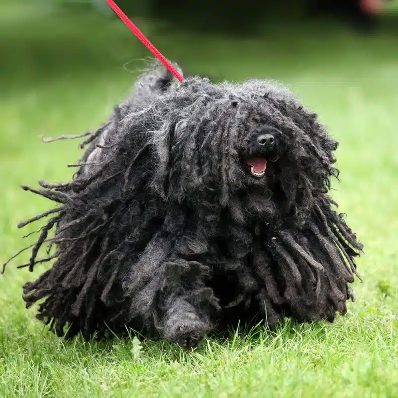 Puli Feeding Guide | Dog Feeding Guide | ProDog Raw