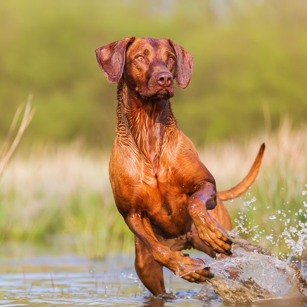 Rhodesian Ridgeback Feeding Guide | Dog Feeding Guide | ProDog Raw