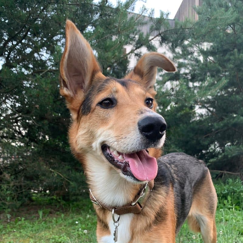 Shollie Feeding Guide | Dog Feeding Guide | ProDog Raw