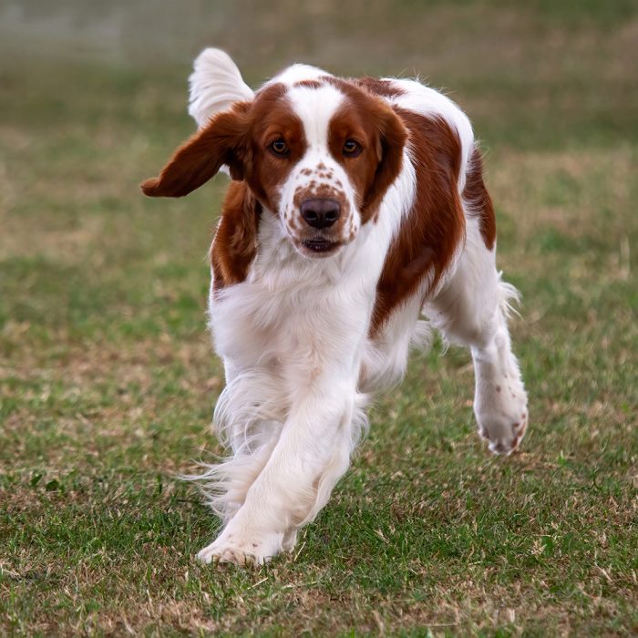 Welsh Springer Spaniel Feeding Guide | Dog Feeding Guide | ProDog Raw