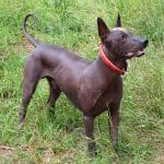 Xoloitzcuintli Feeding Guide | Dog Feeding Guide | ProDog Raw